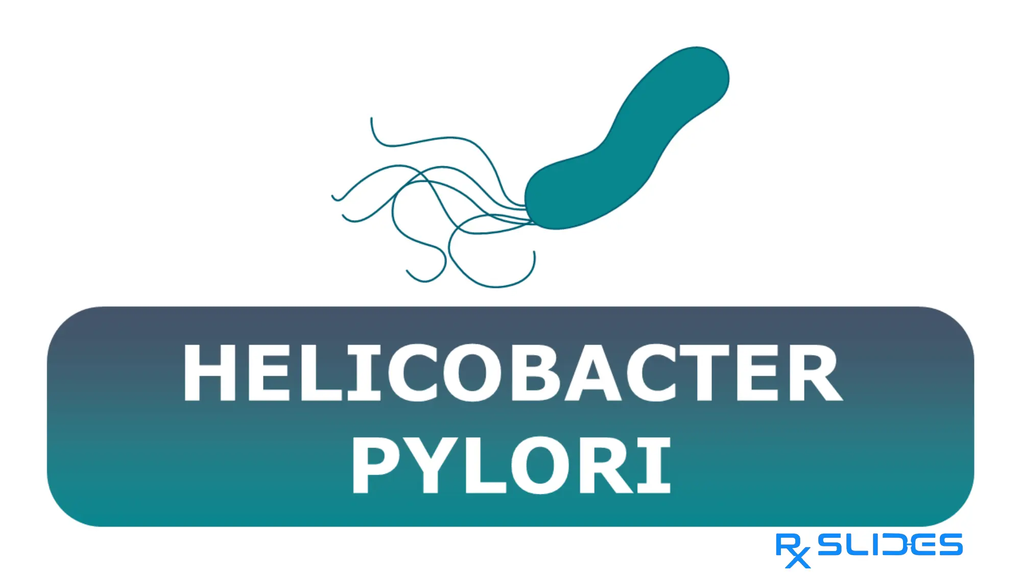 Download Helicobacter Pylori PowerPoint Template|RxSlides